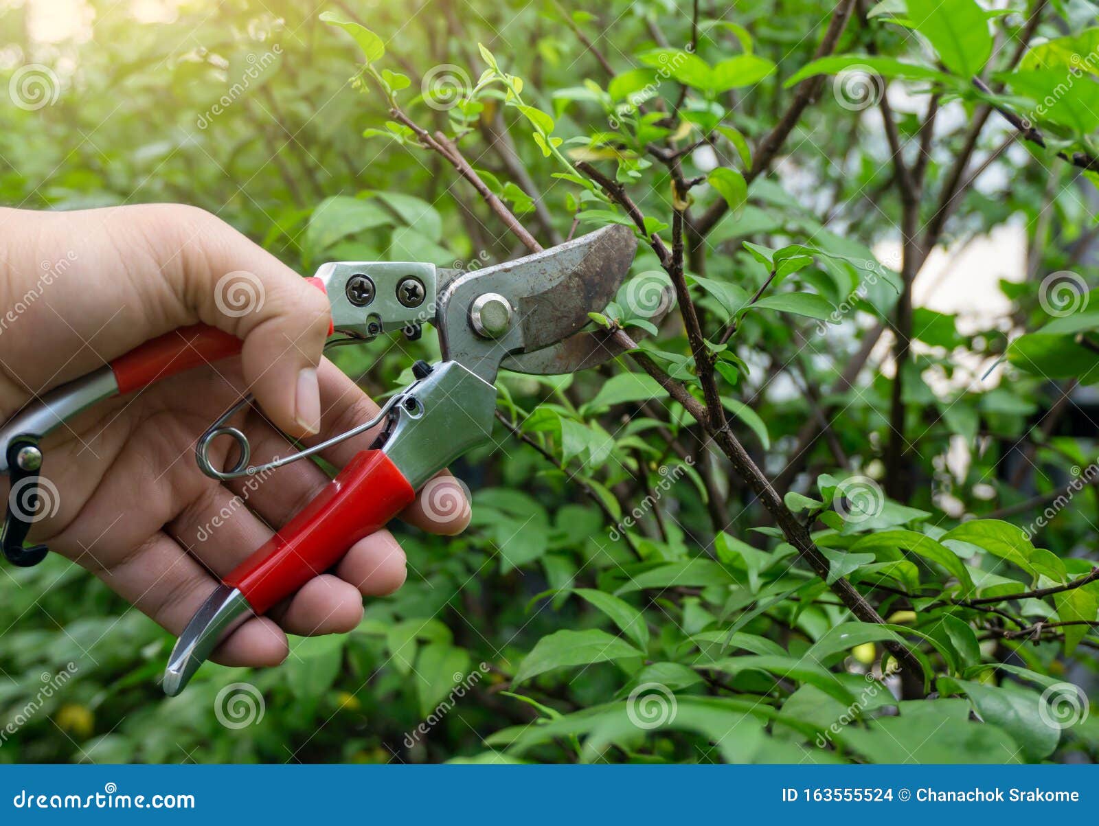 Gardener pruning stock photo. Image of gardening, pruning - 163555524