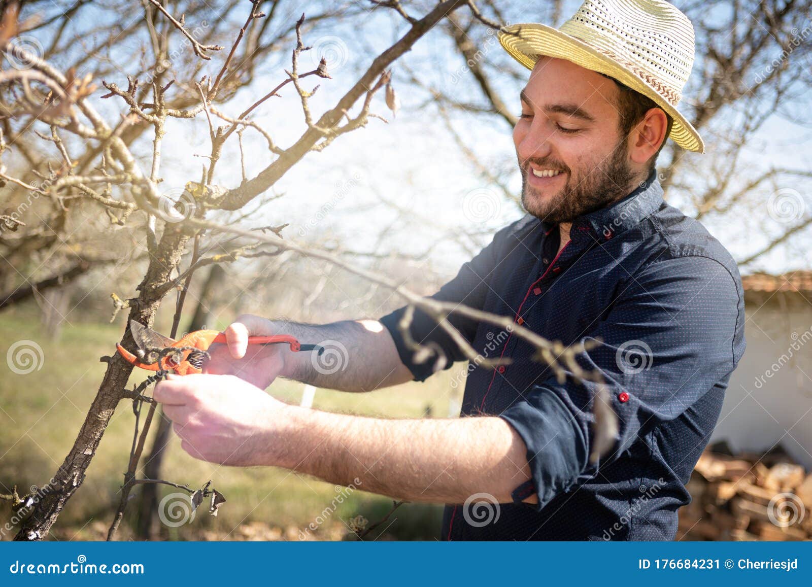 Gardener Pruning a Tree or Plant in Nursery Stock Image - Image of ...