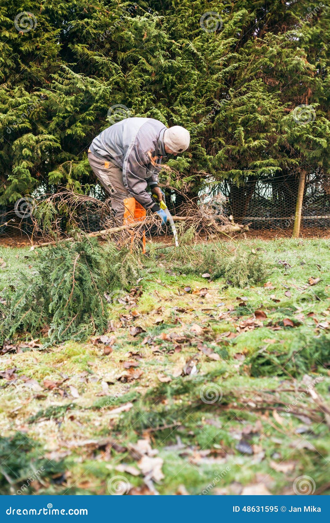 Gardener pruning trees stock image. Image of nature, fell - 48631595