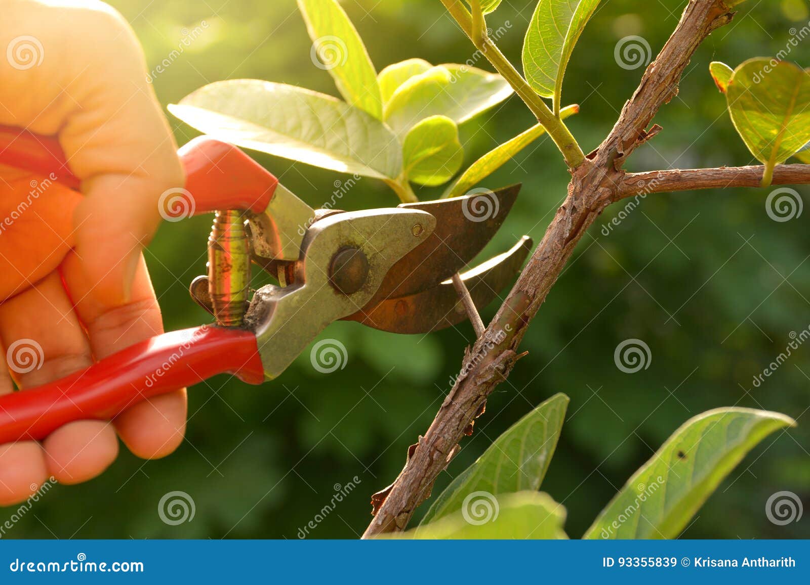 Gardener Pruning Trees with Pruning Shears Stock Image - Image of shear ...