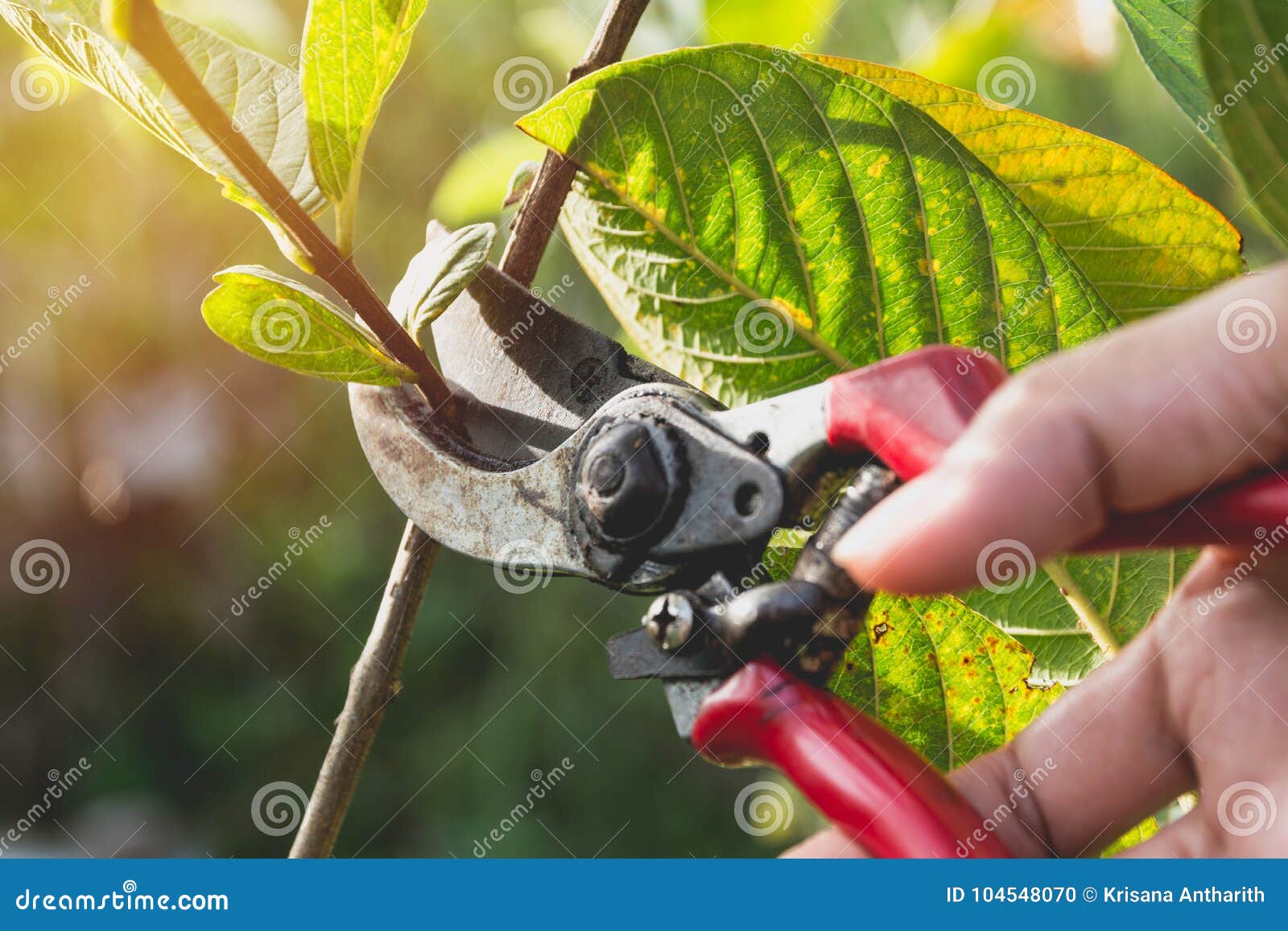 Gardener Pruning Trees with Pruning Shears on Nature Stock Photo ...