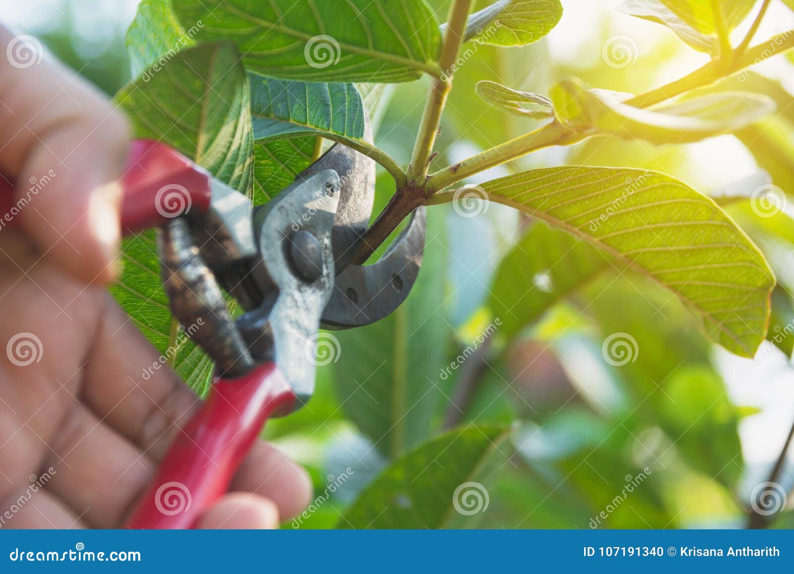 Gardener Pruning Trees with Pruning Shears on Nature Background Stock ...