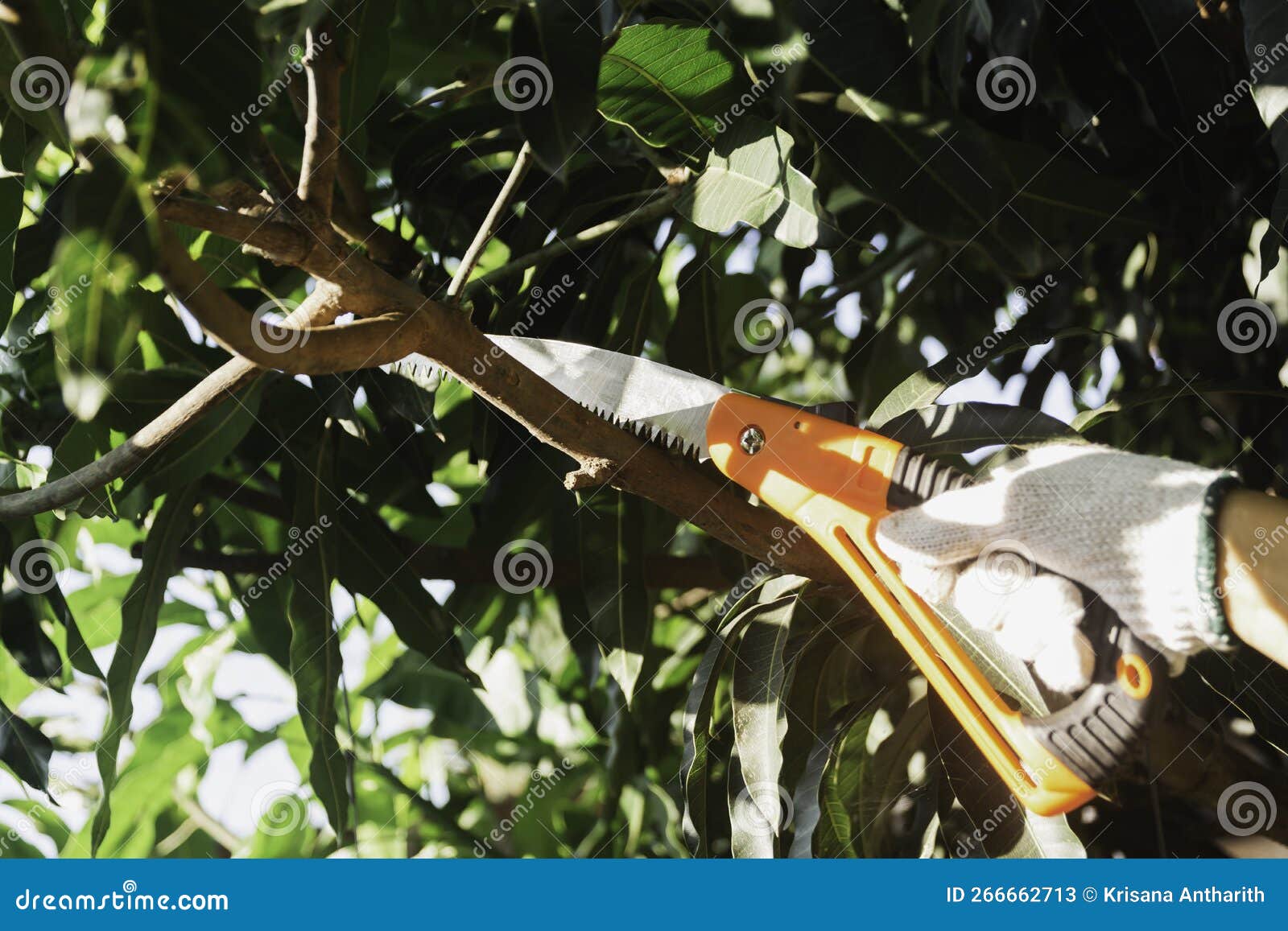 Gardener Pruning Trees with Pruning Shears on Nature Background Stock ...