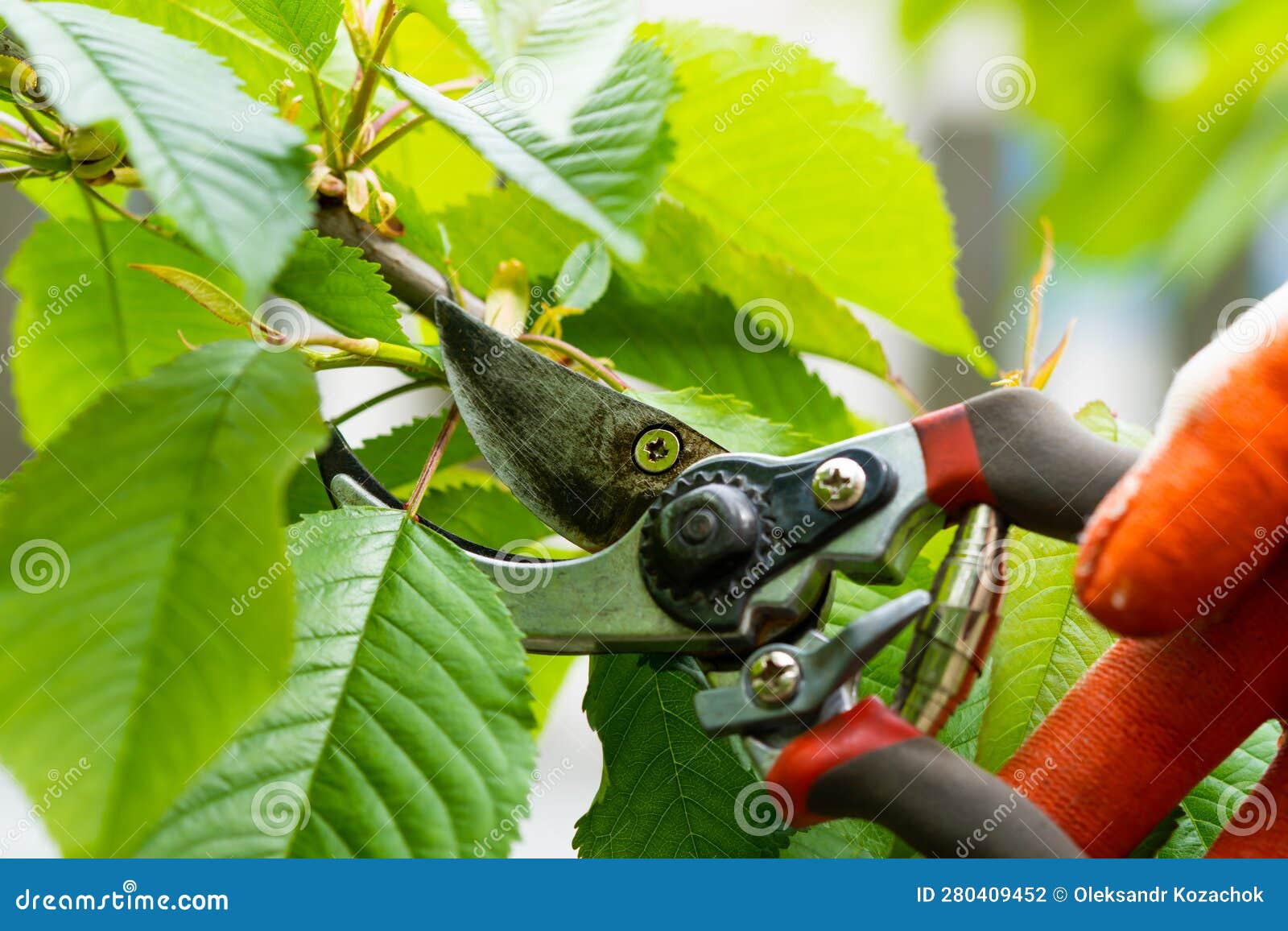 Gardener Pruning Trees with Pruning Shears on Nature Background. Stock ...