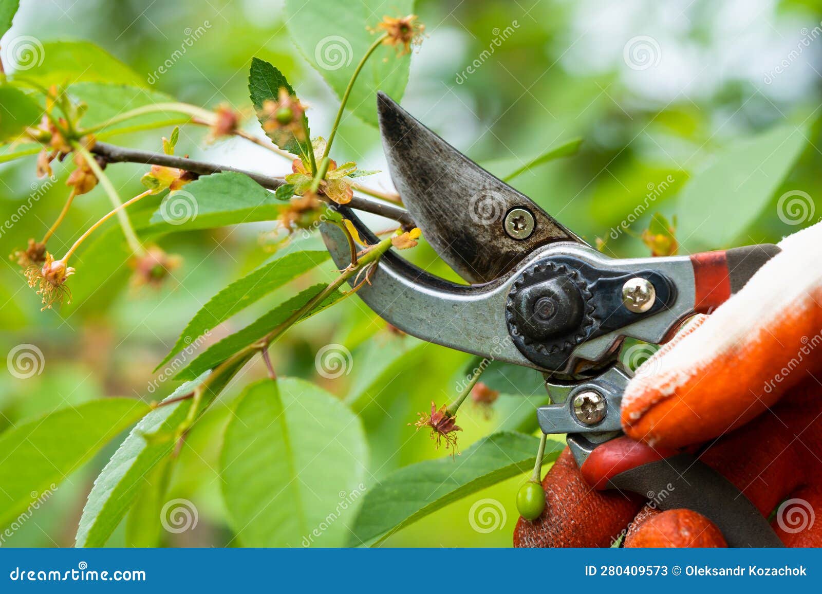 Gardener Pruning Trees with Pruning Shears on Nature Background. Stock ...