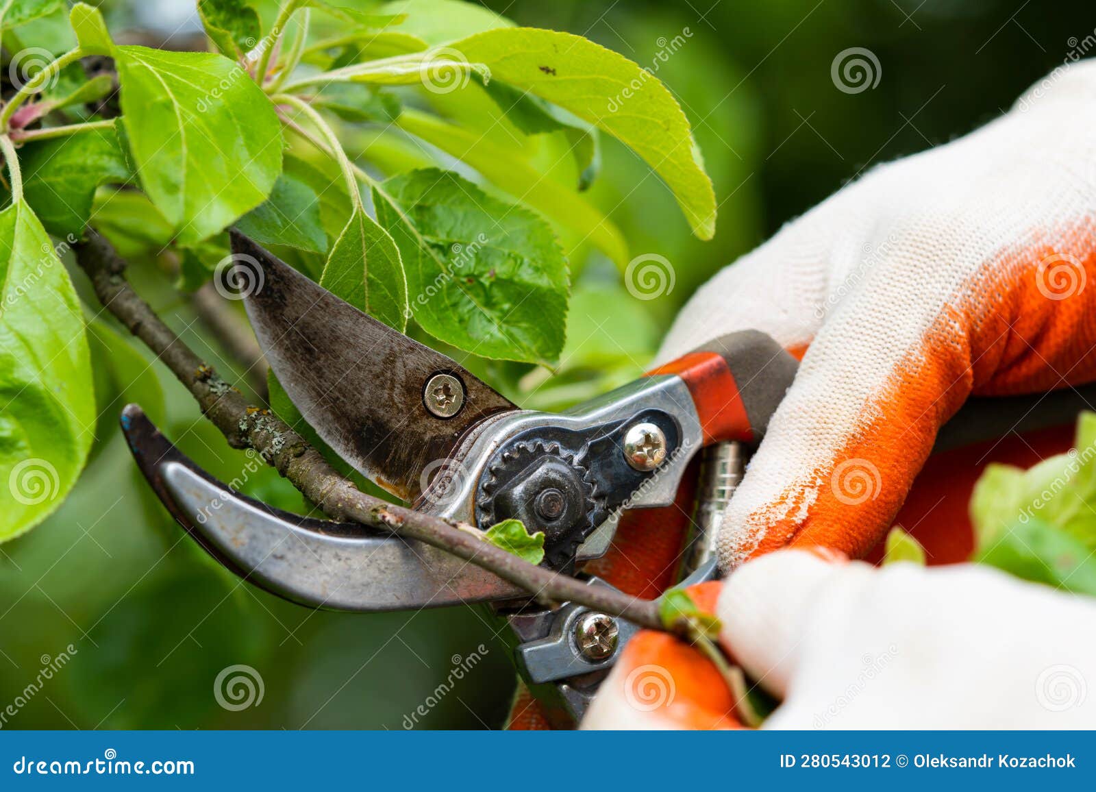 Gardener Pruning Trees with Pruning Shears on Nature Background. Stock ...