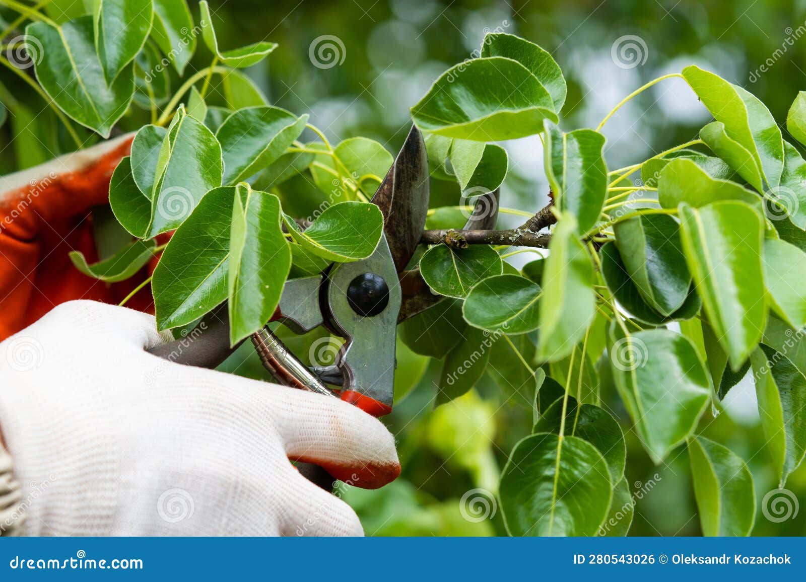 Gardener Pruning Trees with Pruning Shears on Nature Background. Stock ...