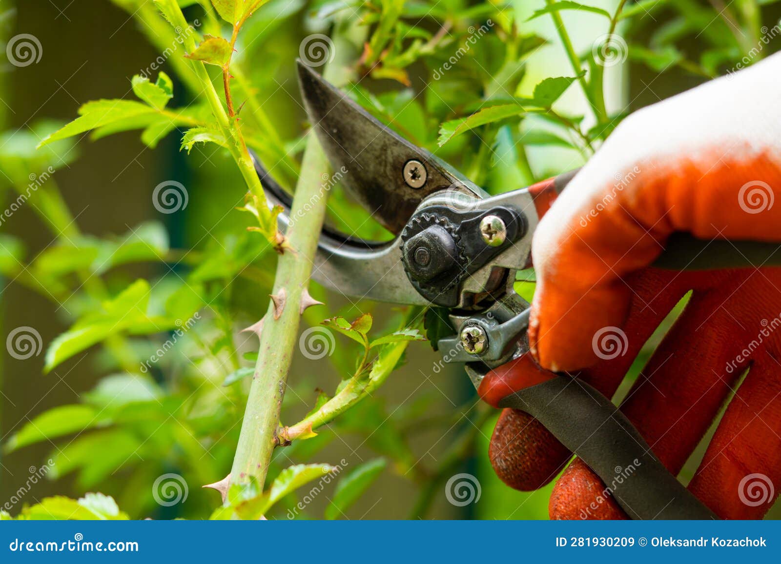 Gardener Pruning Trees with Pruning Shears on Nature Background. Stock ...