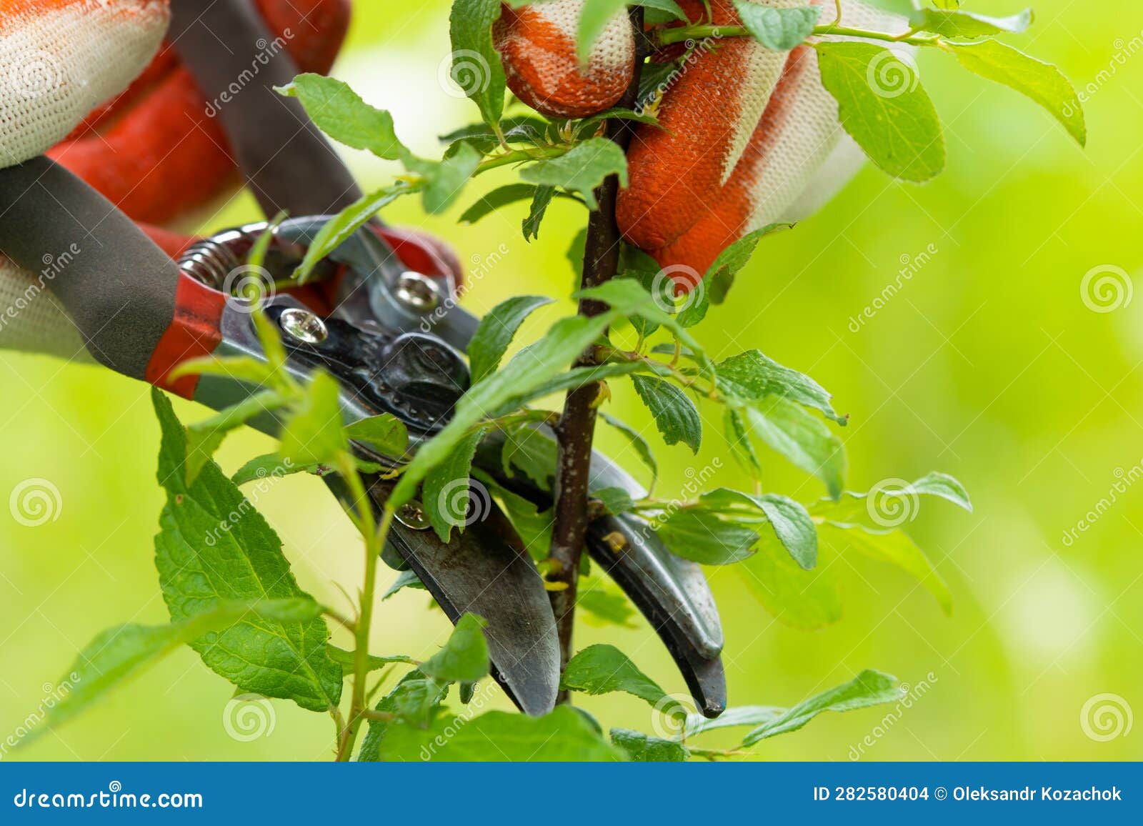 Gardener Pruning Trees with Pruning Shears on Nature Background. Stock ...