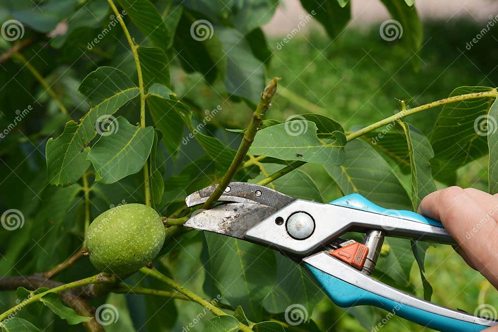 Gardener Pruning Walnut Tree in Summer Stock Photo - Image of growing ...