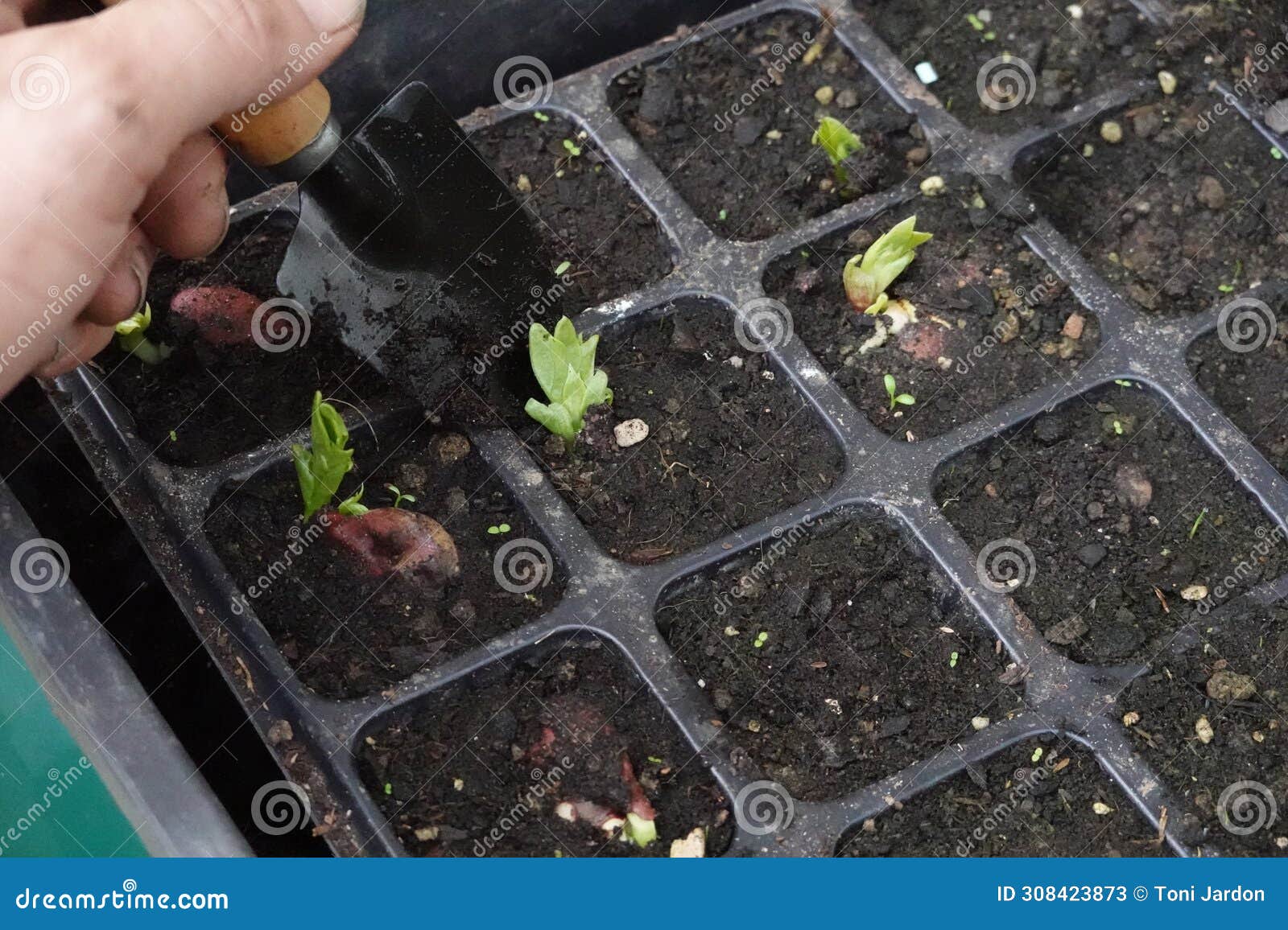 Gardener Pulling Out Young Broad Bean Plant Growing in Seedbed Stock ...