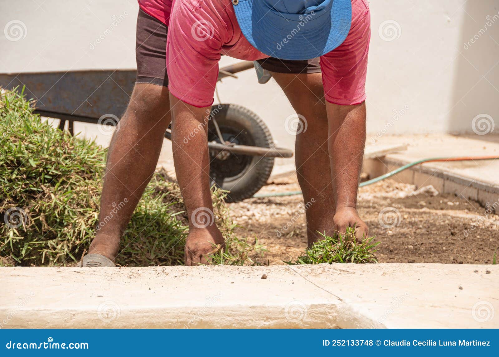 Gardener Putting Grass on the Gardener Works Putting Grass on the ...