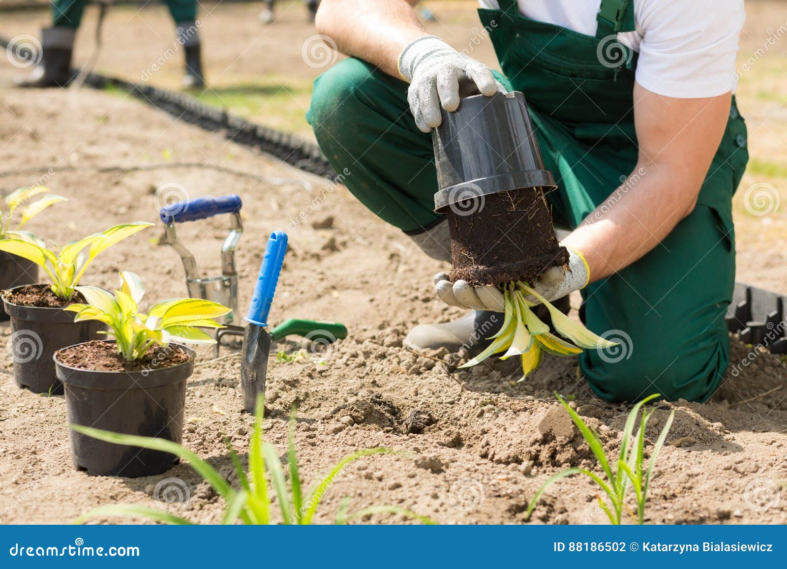 Gardener putting the plant stock photo. Image of garden - 88186502