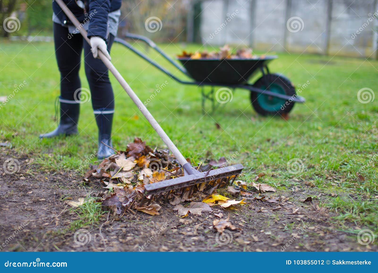 Gardener Raking Leaves on Soil at Autumn Stock Photo - Image of removal ...