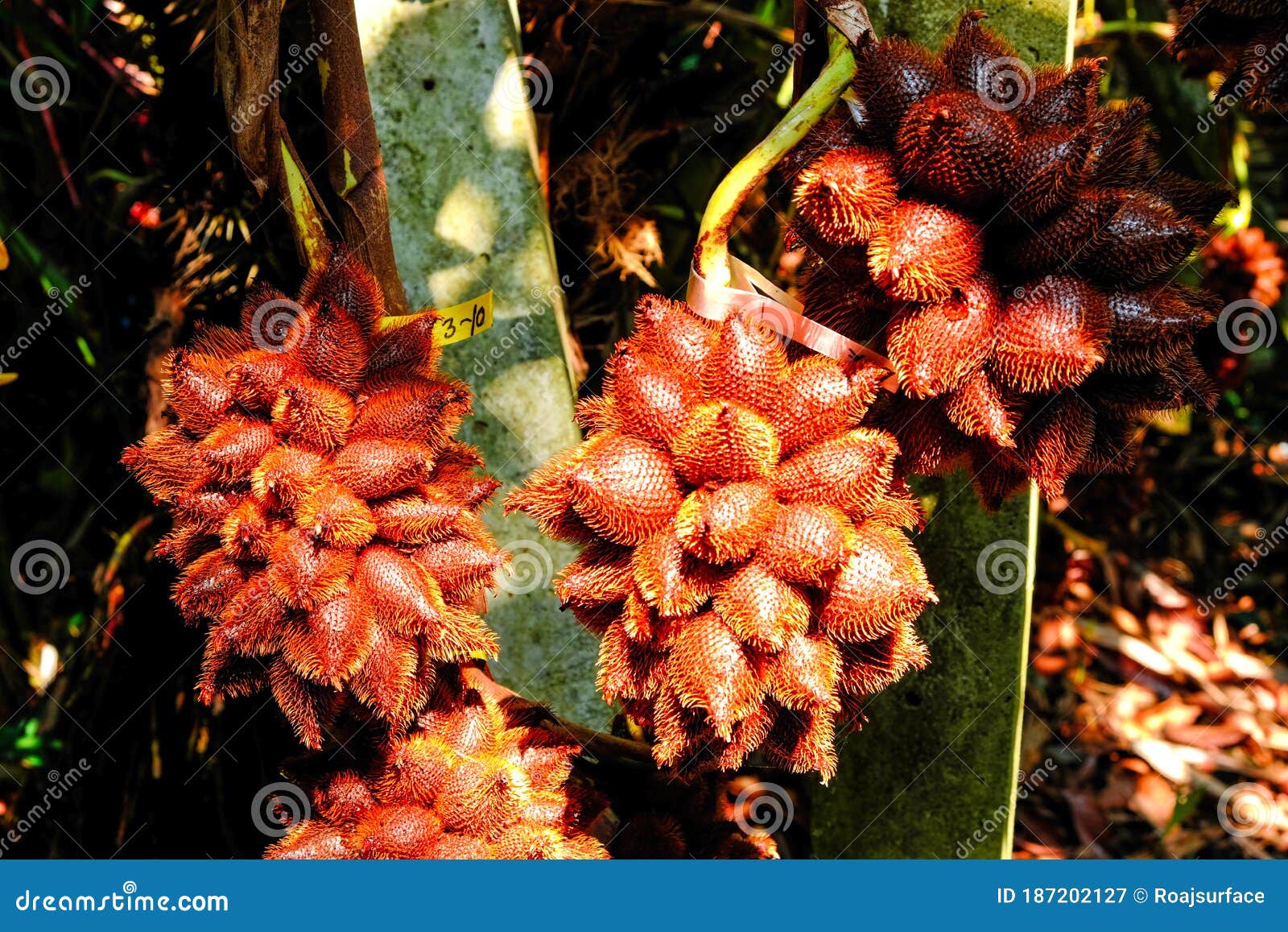 Sweet Palm Fruit Also Known As Kaong Or Kolang Kaling Royalty-Free ...