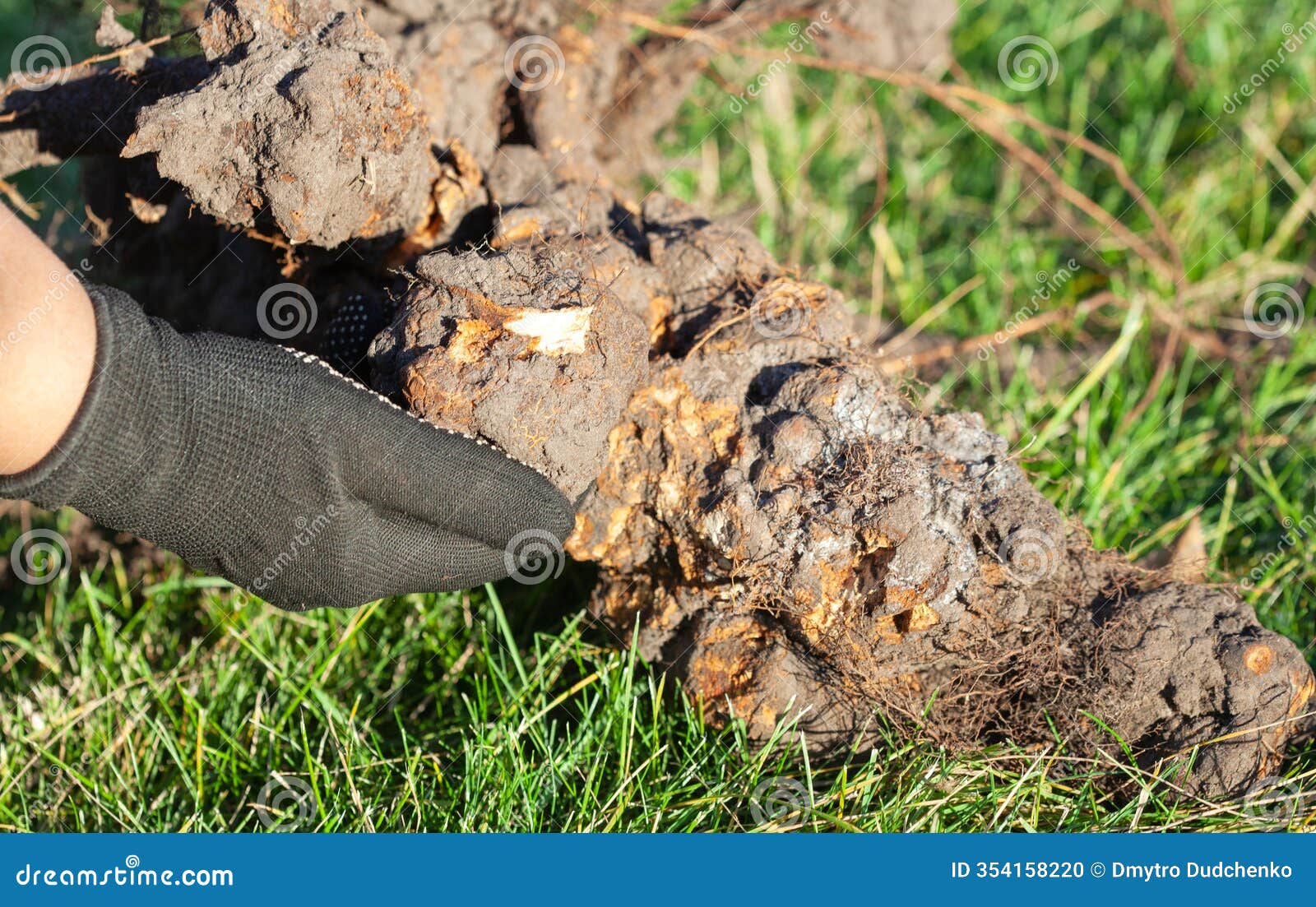A Gardener Removed a Diseased Tree from an Orchard. Bacterial Root ...