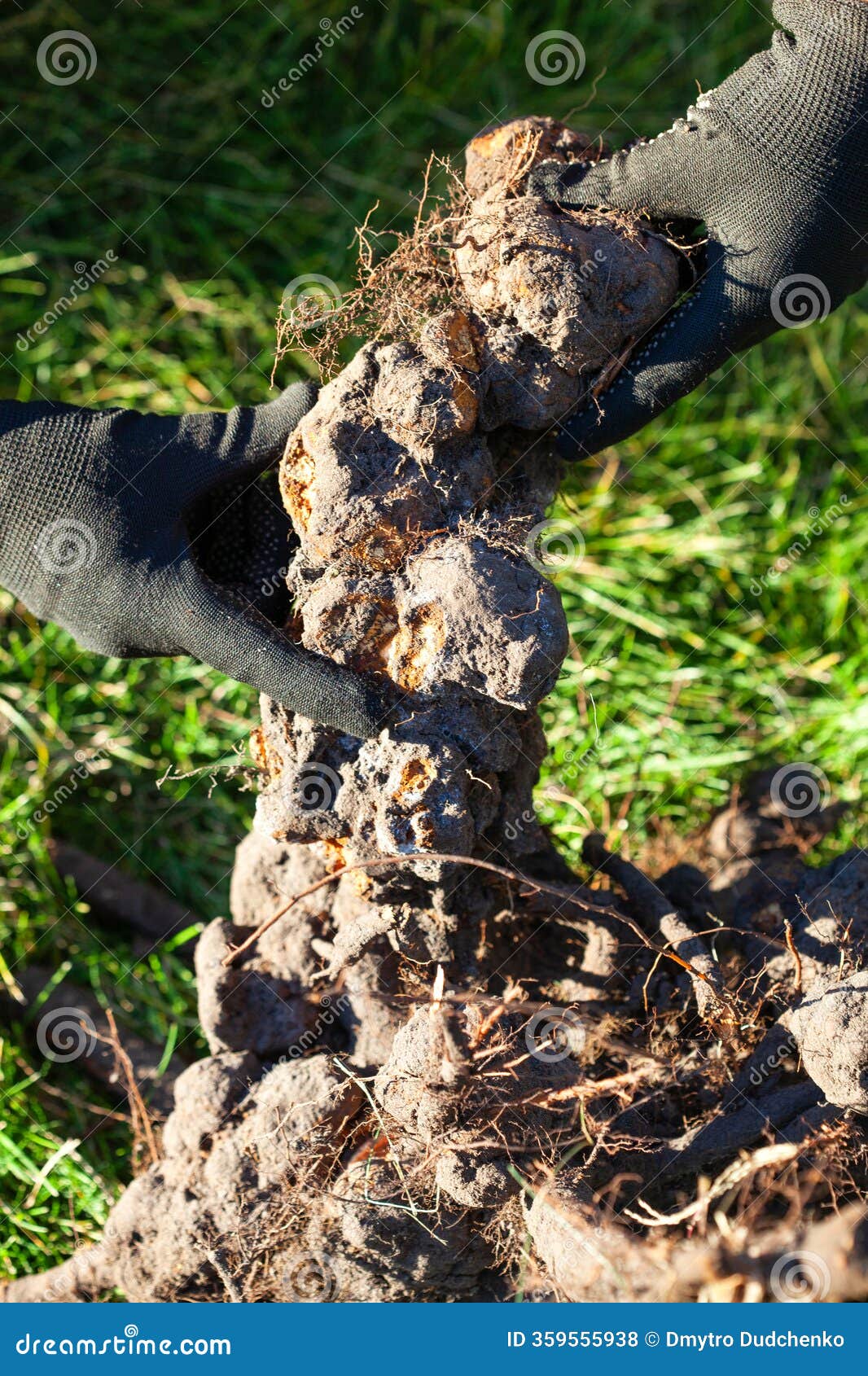 A Gardener Removed a Diseased Tree from an Orchard. Bacterial Root ...
