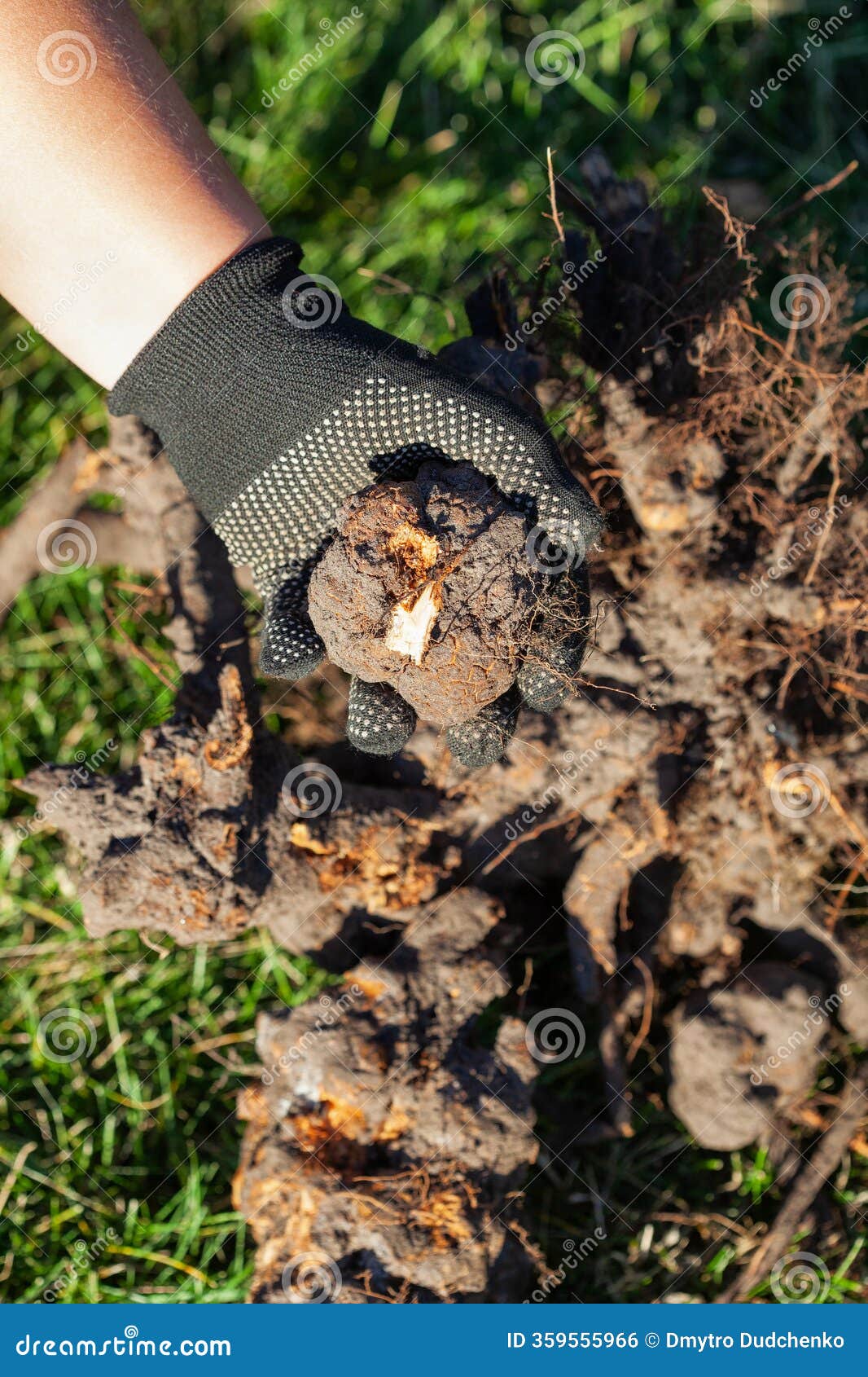A Gardener Removed a Diseased Tree from an Orchard. Bacterial Root ...