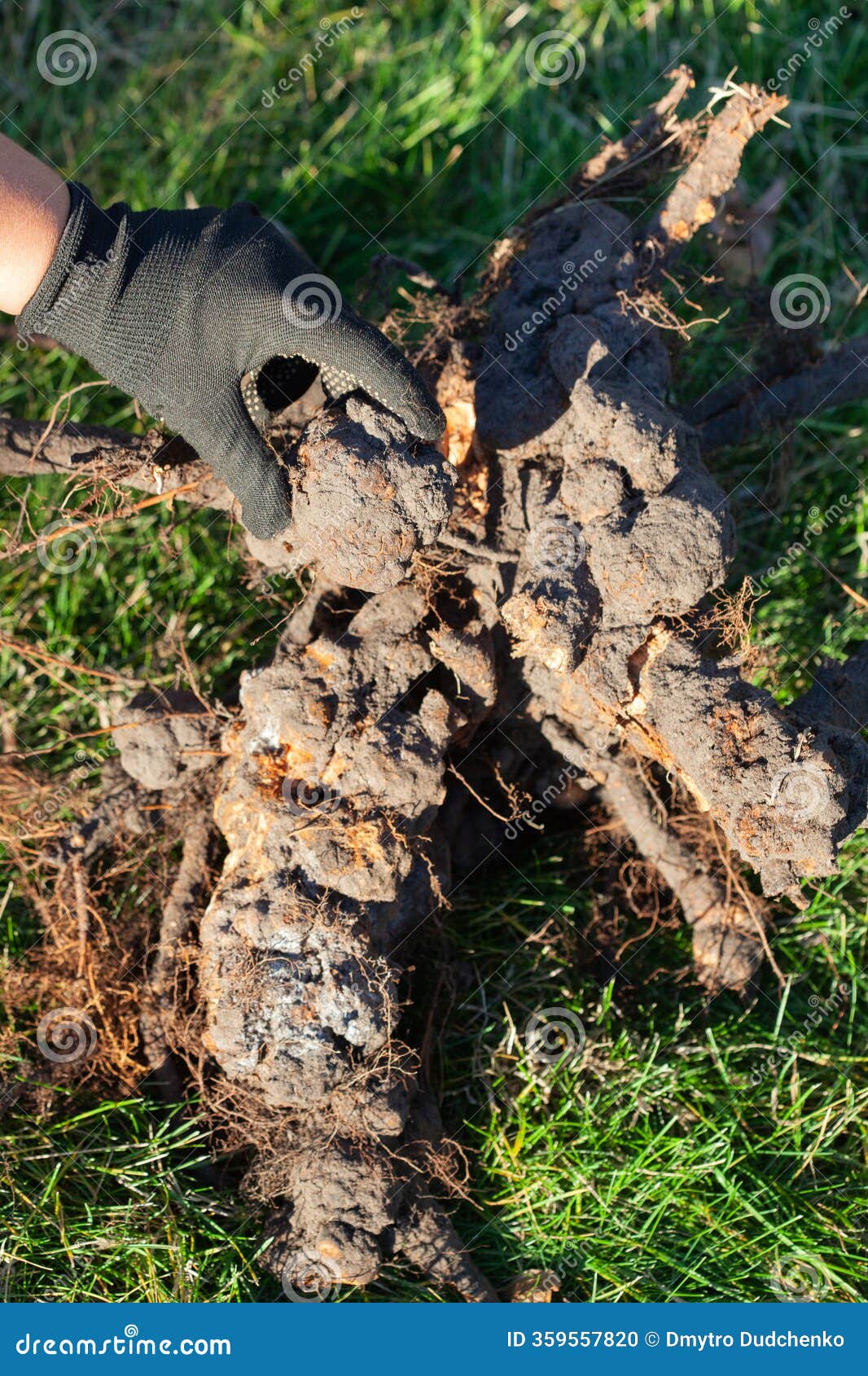 Oak Tree Galls Royalty-Free Stock Photo | CartoonDealer.com #52856649