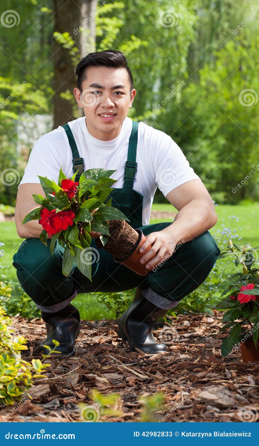 Gardener Removing Flower from Pot Stock Image - Image of green, hands ...