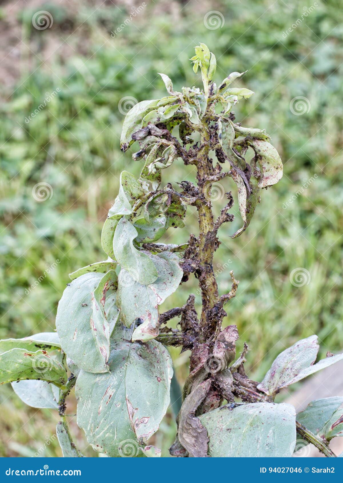 Gardener`s Problem, Broad Beans Not Thriving, with Blackfly and Stock ...