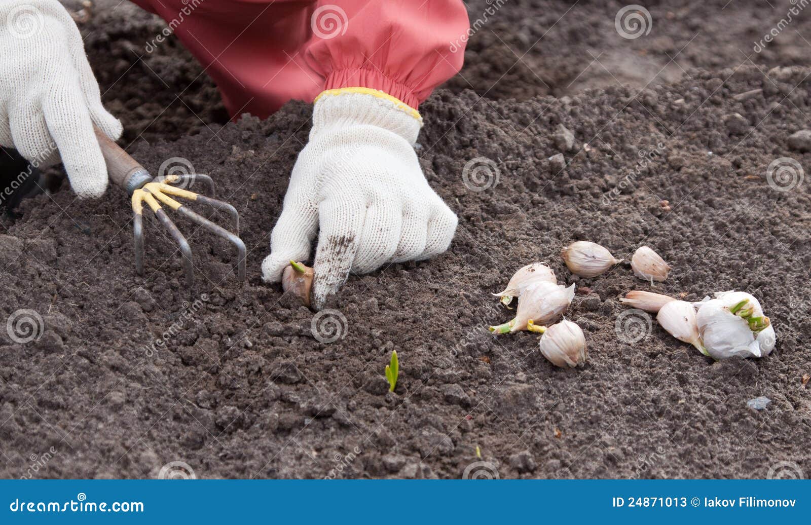 Gardener Sets Garlic in Soil Stock Image - Image of grow, agricultural ...