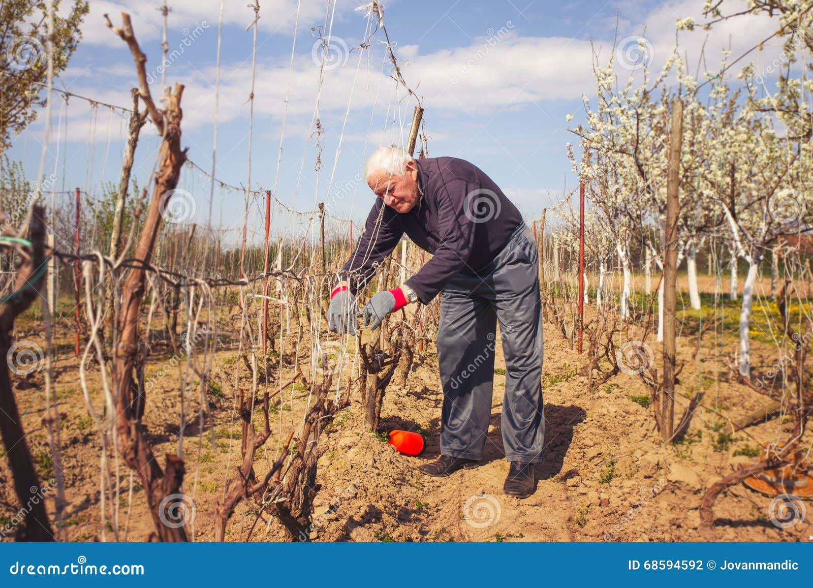 Gardener with a Sharp Pruner Making a Grape Pruning Stock Photo - Image ...