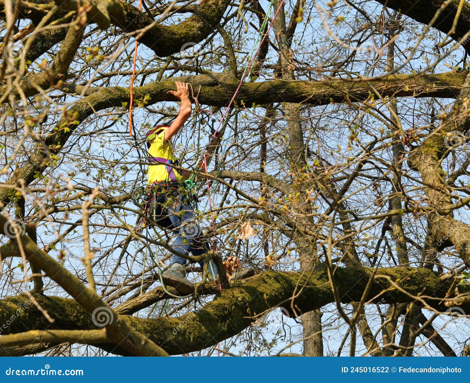 Gardener with the Sling As he Climbs High Up the Tree for the Da ...