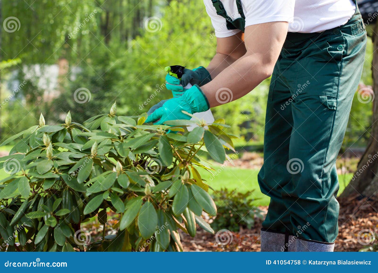 Gardener spraying a plant stock photo. Image of nature - 41054758