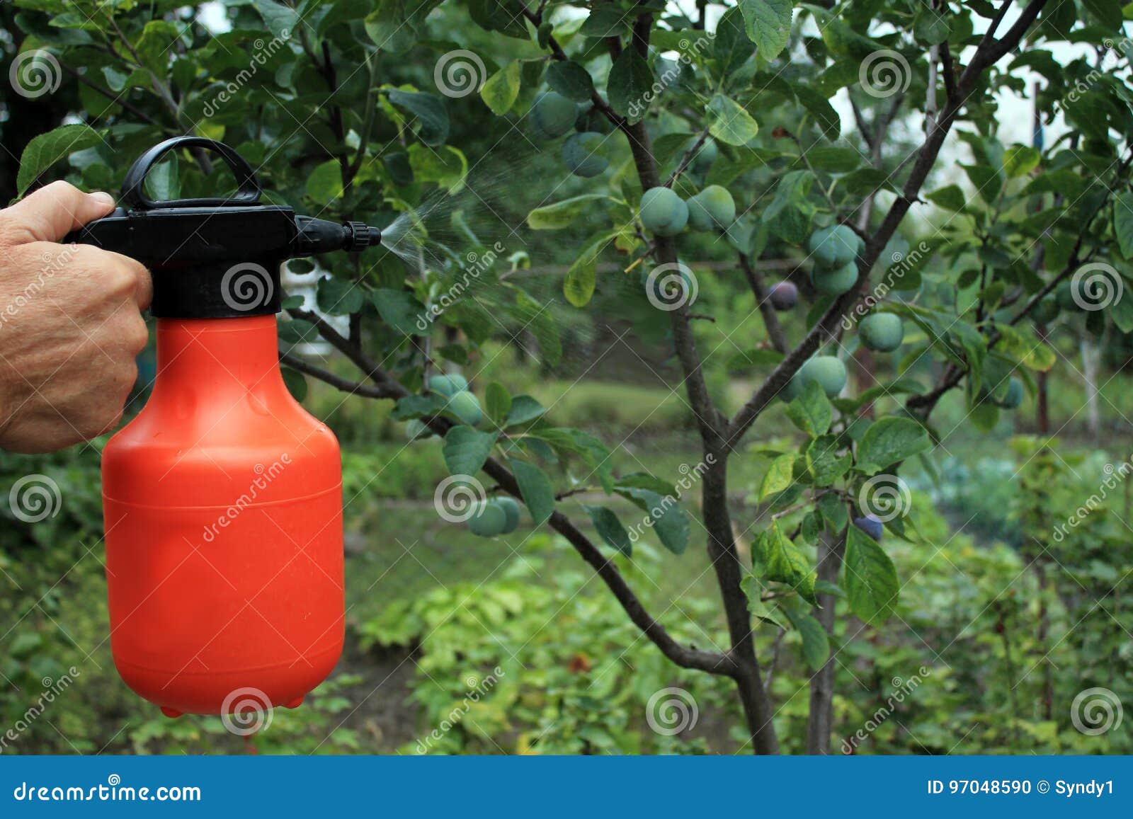 Gardener Sprinkles Young Plum Tree From Pests And Diseases With Stock