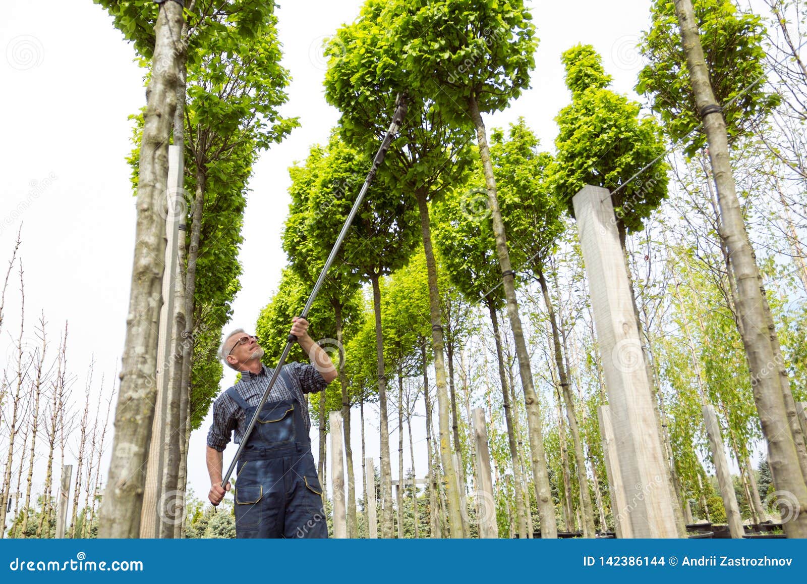 The Gardener Takes Care of the Young Trees Stock Photo - Image of ...