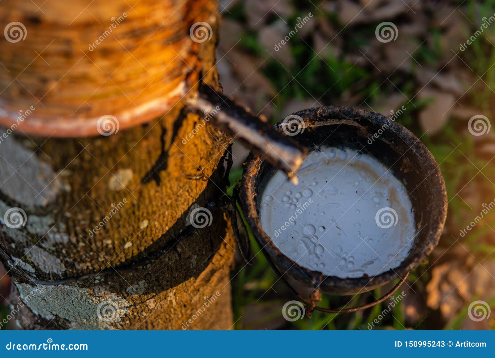 Gardener Tapping Latex Rubber Tree. Stock Image - Image of liquid ...