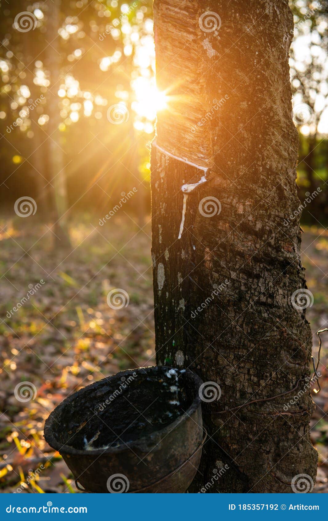 Gardener Tapping Latex Rubber Tree. Stock Photo - Image of bowl ...