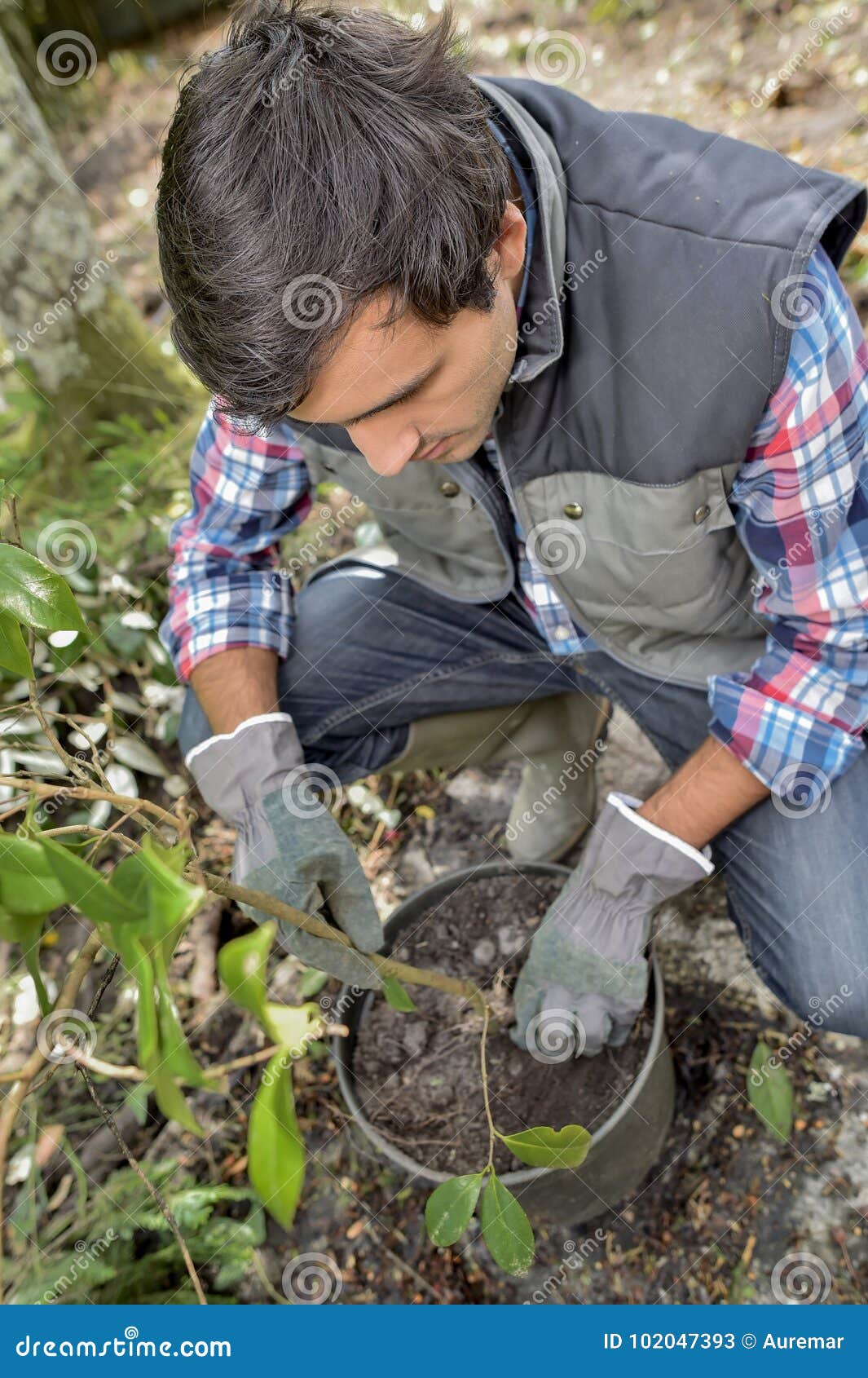 Gardener tending to plant stock image. Image of care - 102047393