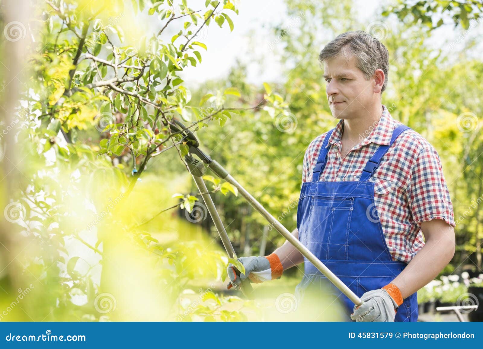 Gardener Trimming Tree Branches at Plant Nursery Stock Image - Image of ...