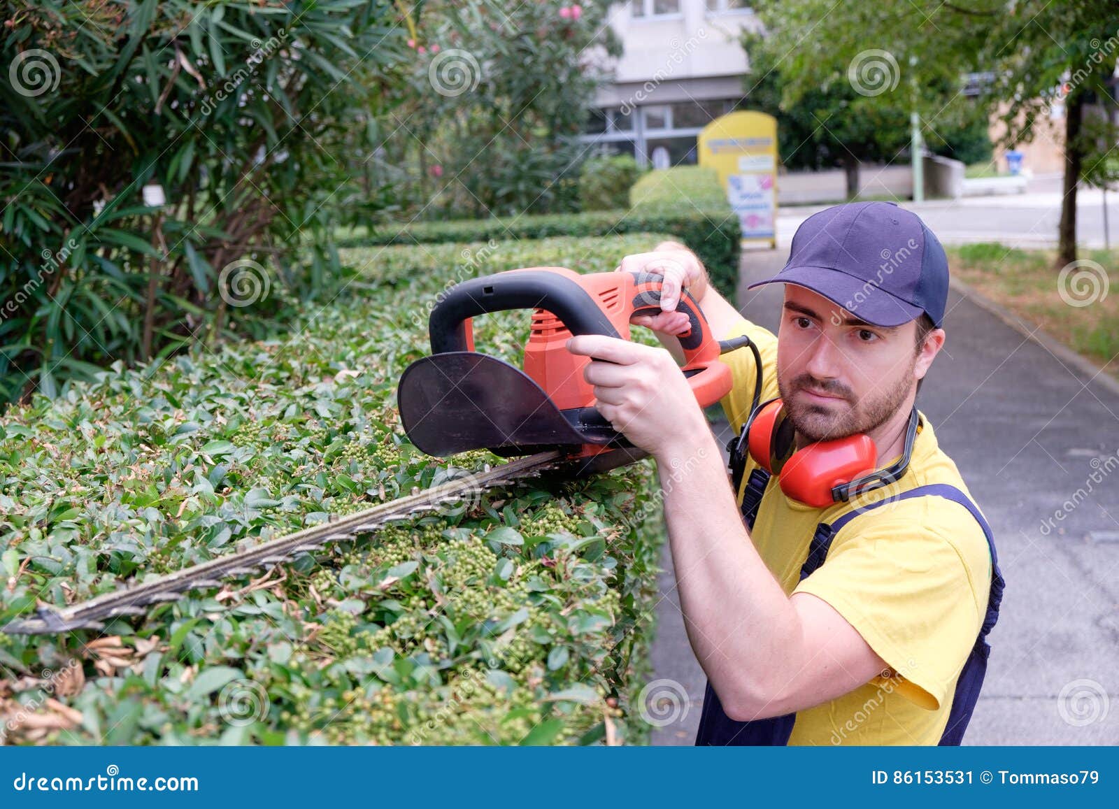 Gardener Using an Hedge Clipper in the Garden Stock Image - Image of ...