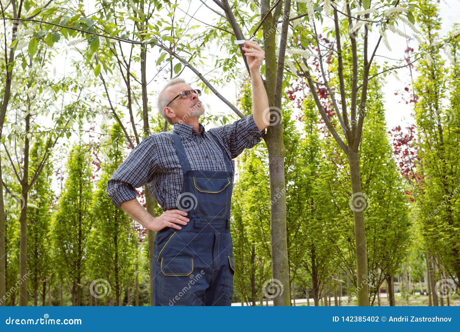 Gardener Watches Tag on a Tree in a Garden Store Stock Photo - Image of ...