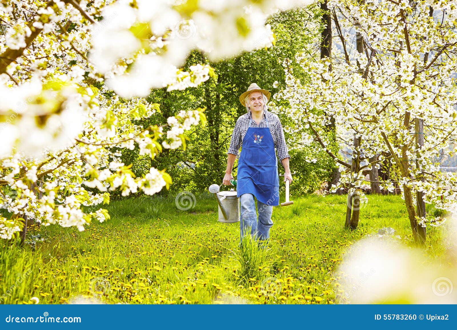 Gardener Watering Can Spade Cherry Tree Stock Photo - Image of gardener ...