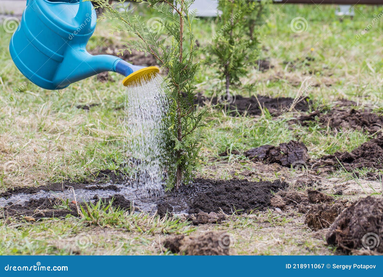 The Gardener Waters the Planted Thuja from a Watering Can Stock Image ...