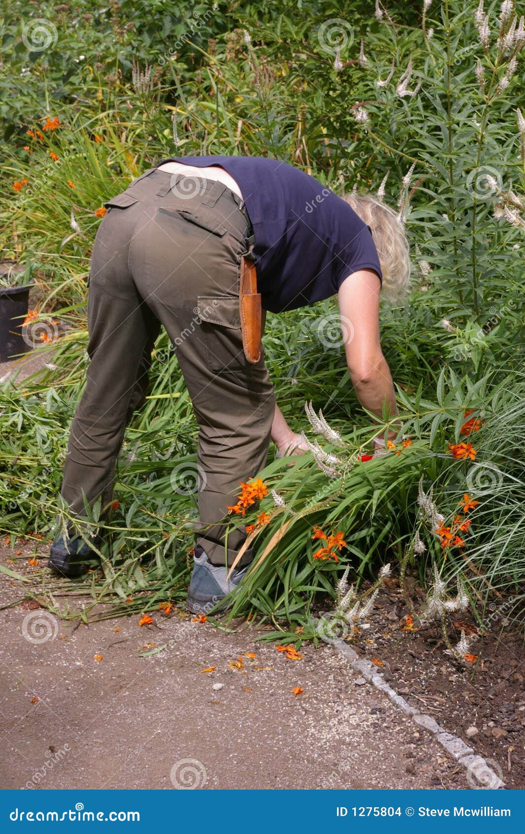 Gardener at Work 01 stock photo. Image of horticulture - 1275804