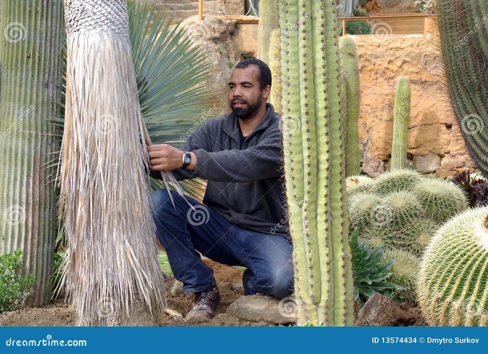 Gardener at work stock photo. Image of flora, field, cactuses - 13574434