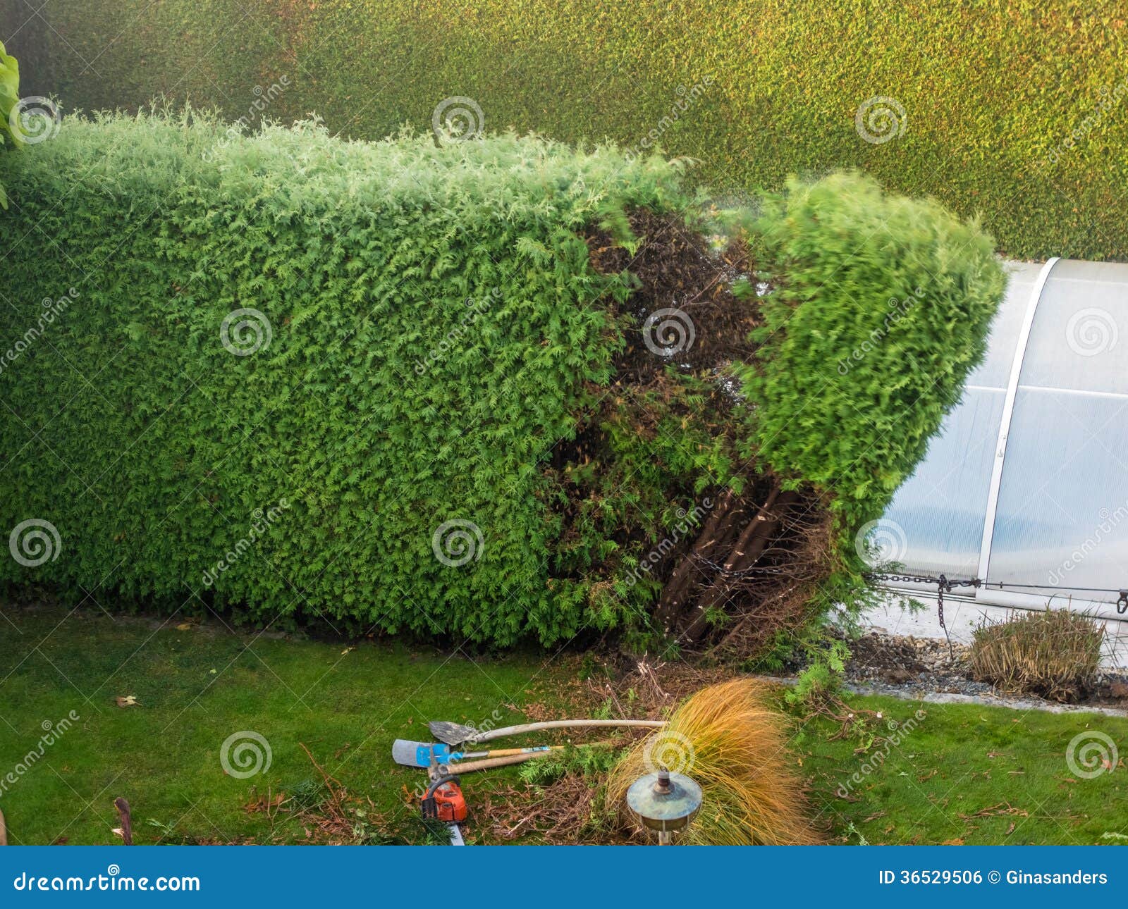 Gardener at work stock photo. Image of gardening, green - 36529506