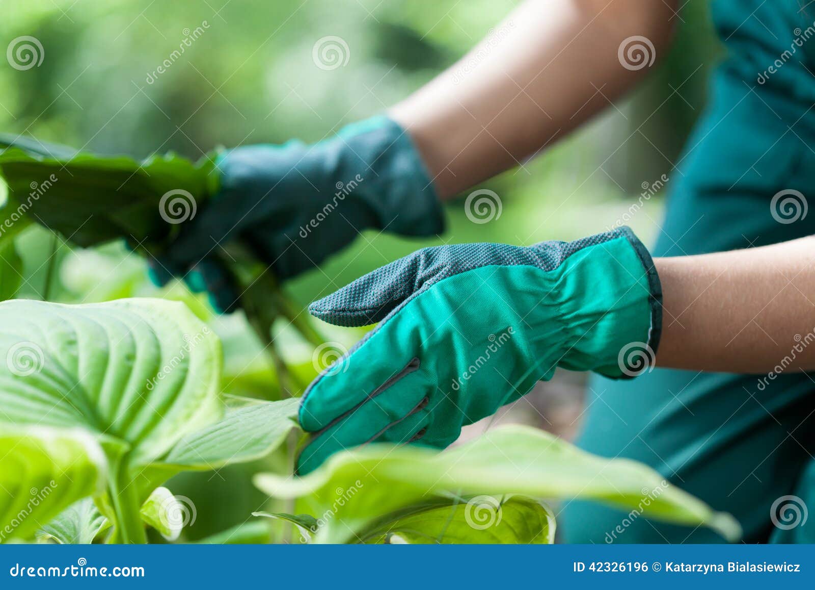 Gardener Work. Professional Gardener With Gardening Tools. Happy ...