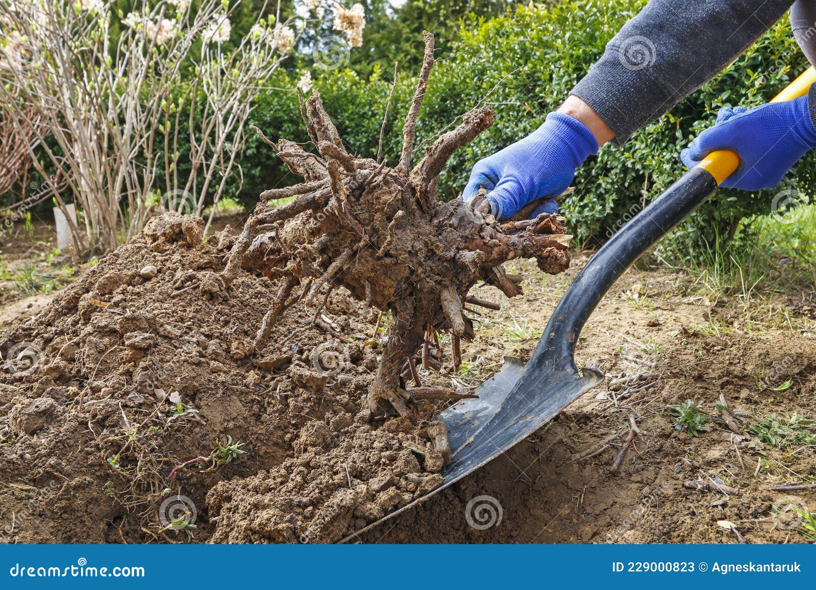 Gardener at Work: How To Remove Old Roots from the Ground Stock Image ...