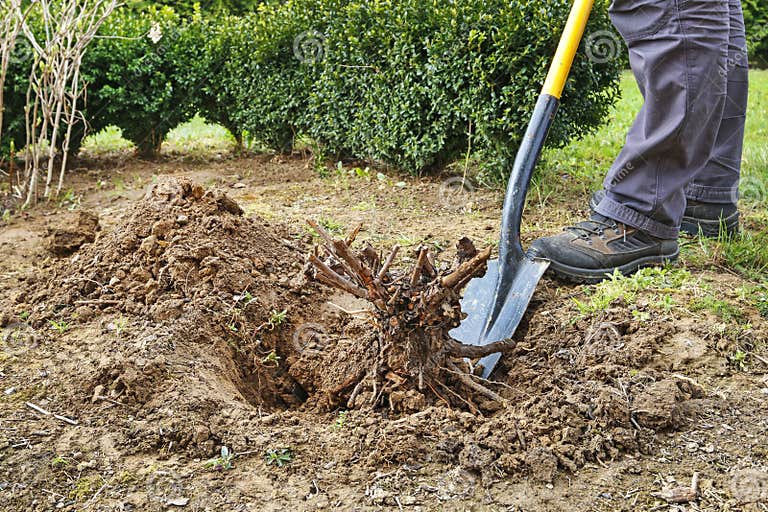 Gardener at Work: How To Remove Old Roots from the Ground Stock Image ...