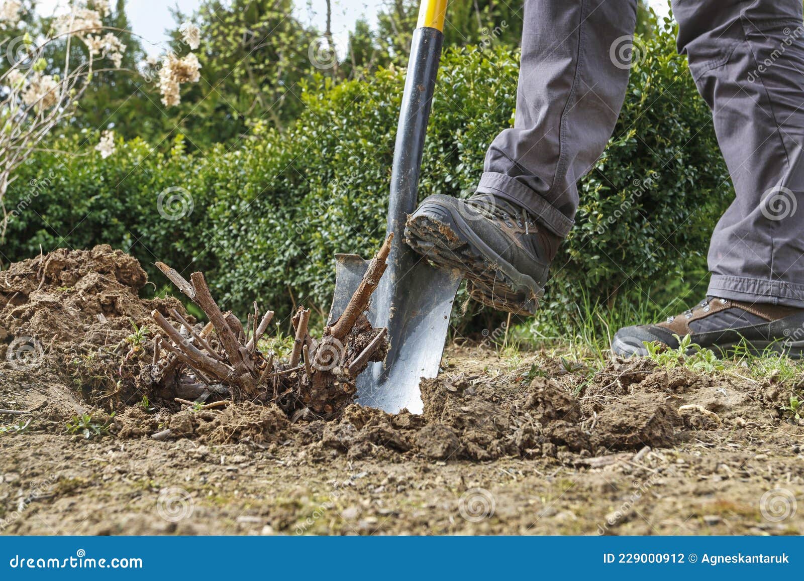 Gardener at Work: How To Remove Old Roots from the Ground Stock Photo ...