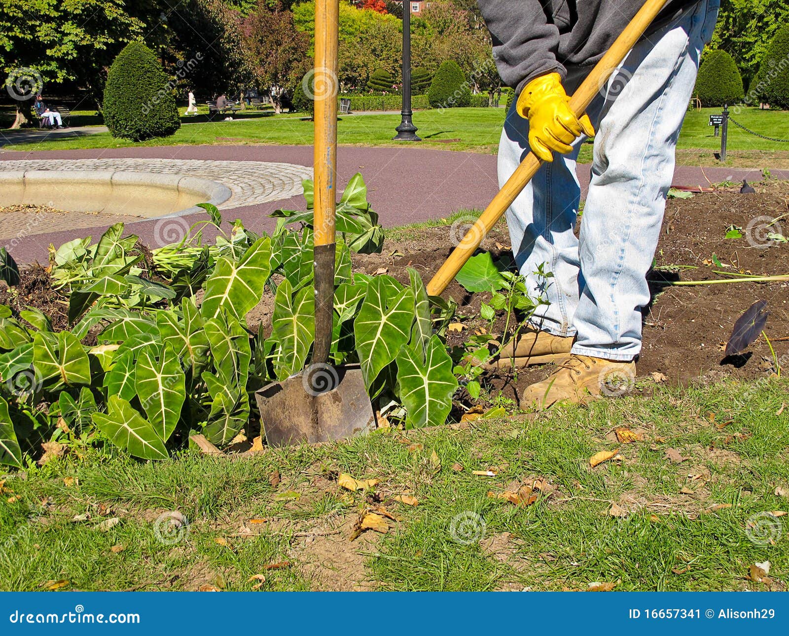 Gardener at Work in Public Park Stock Image - Image of municipal ...