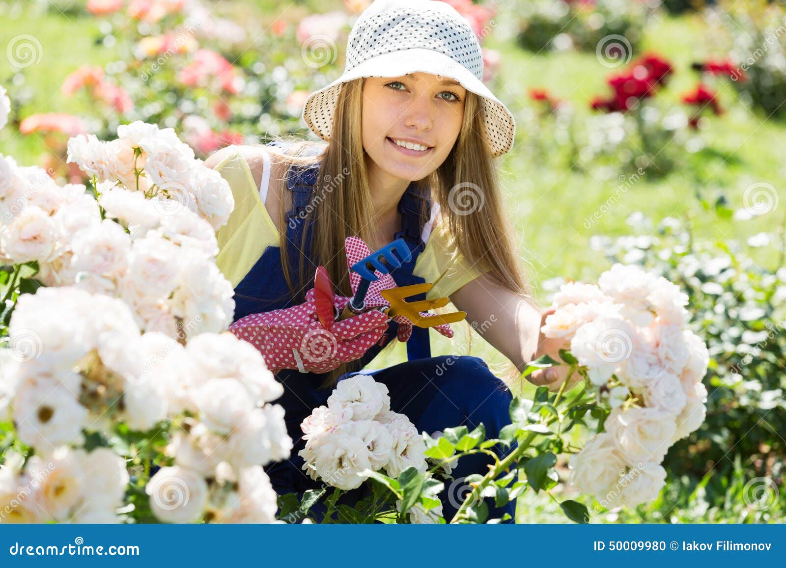 Gardener Working in Roses Plant Stock Photo - Image of park, flowers ...