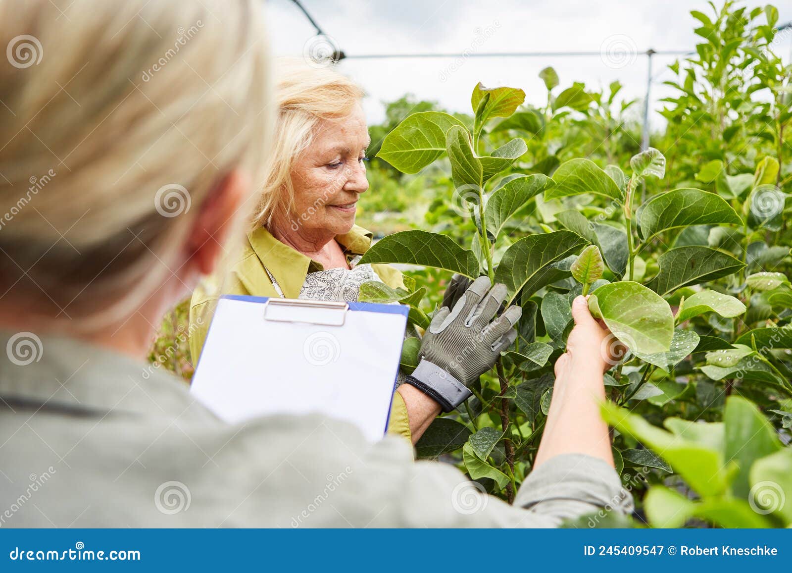 Gardeners Control the Growth and Quality of the Plants Stock Image ...