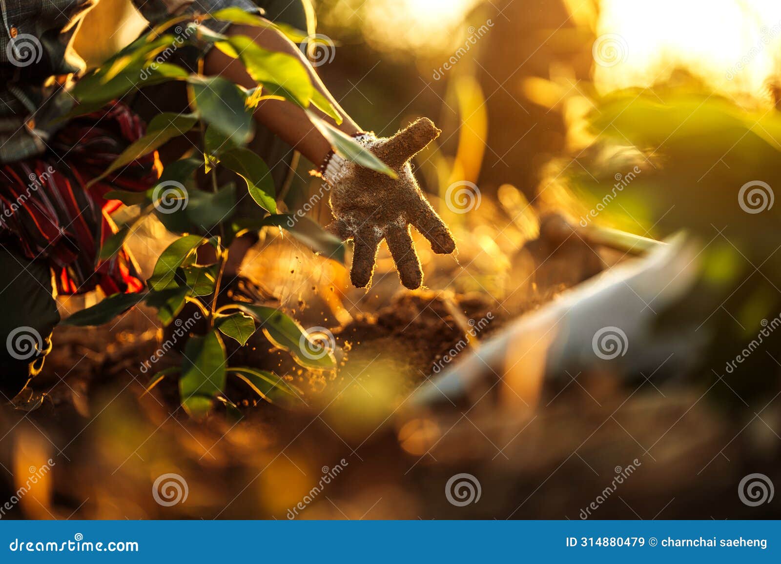 Gardeners Fill Soil in Holes Where Mango Trees are Planted Stock Image ...
